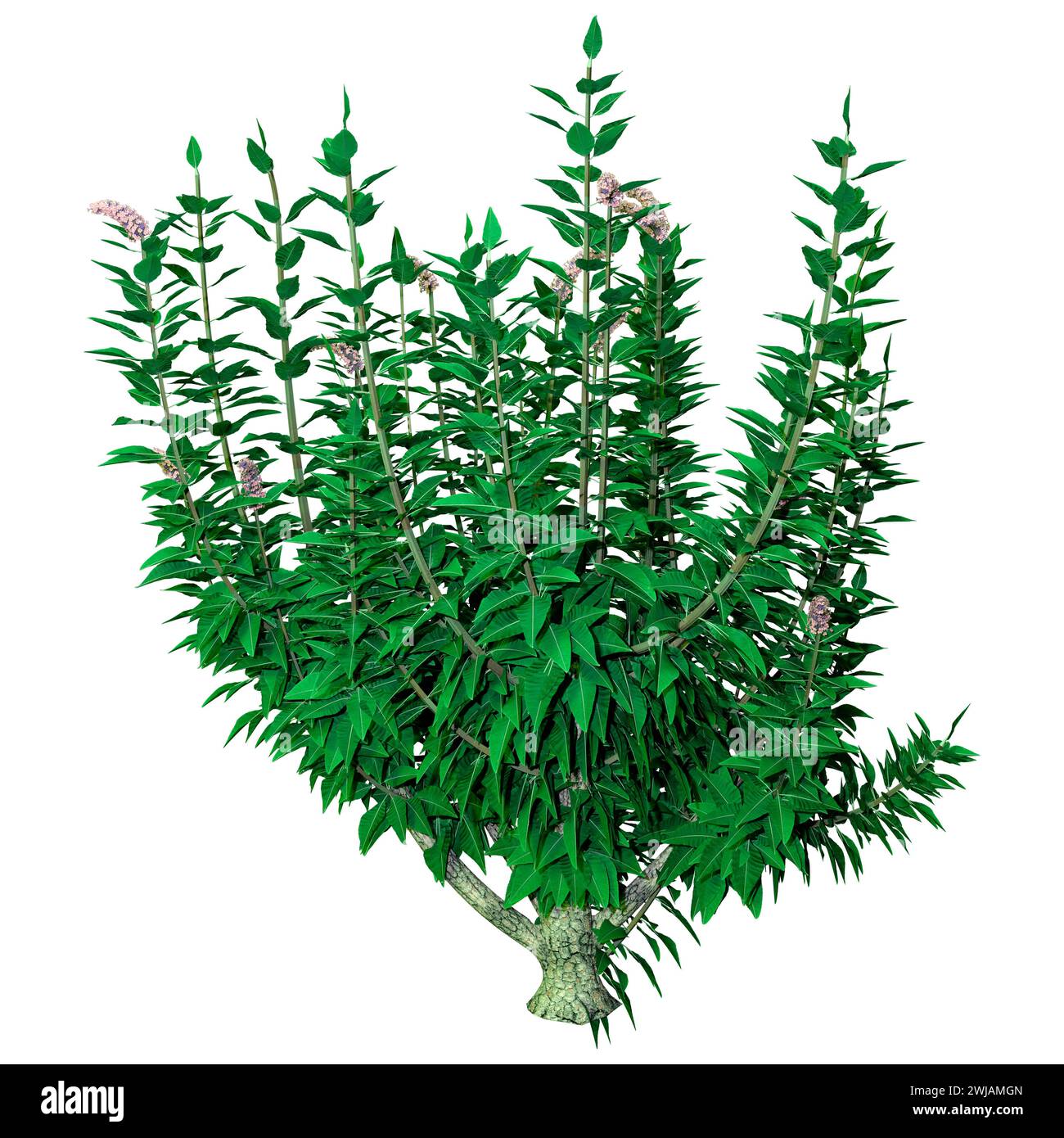 3D rendering of a blooming buddleja plant or butterfly bush isolated on ...