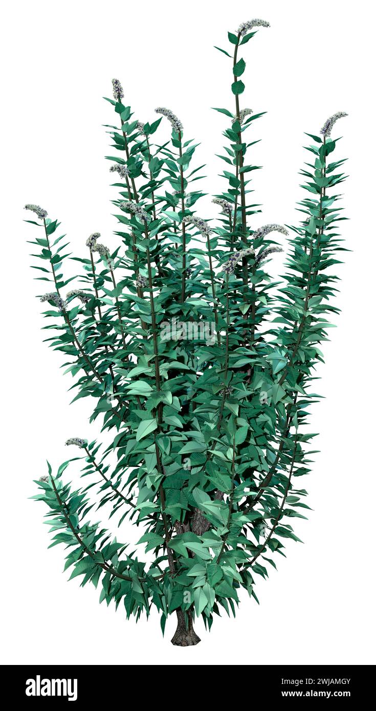 3D rendering of a blooming buddleja plant or butterfly bush isolated on ...