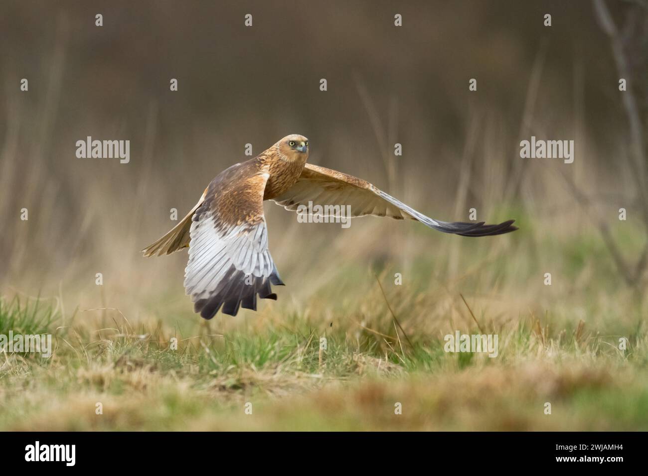 Flying Birds of prey Marsh harrier Circus aeruginosus, hunting time ...