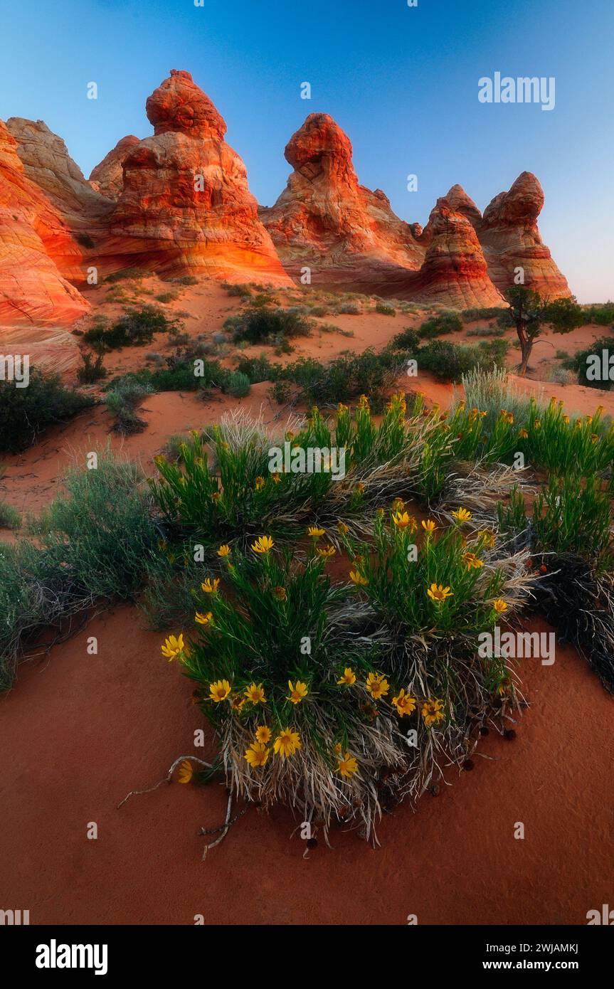 The abundant yellow flowers in South Coyote Buttes, Arizona Stock Photo ...