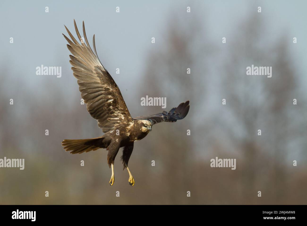 Flying Birds of prey Marsh harrier Circus aeruginosus, hunting time ...
