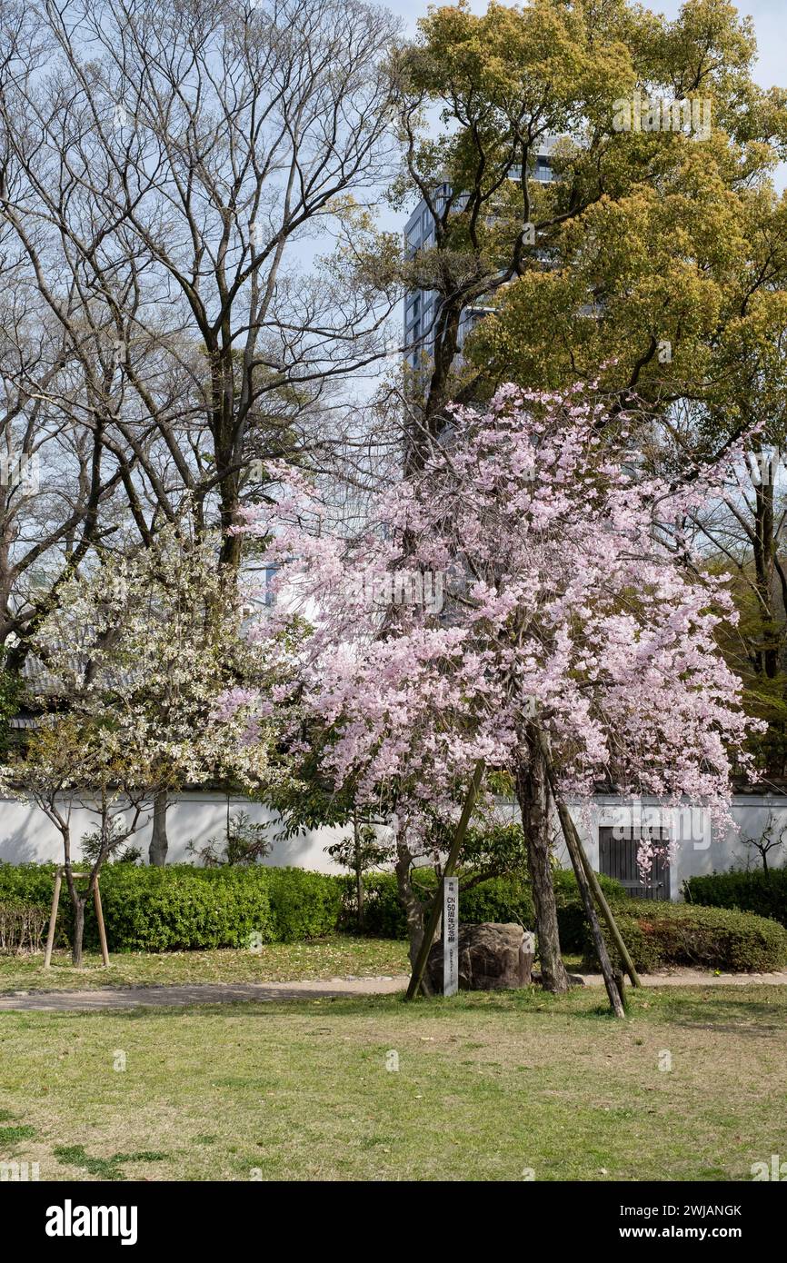 Cherry blossom in Tennoji Park, Osaka, Japan Stock Photo - Alamy