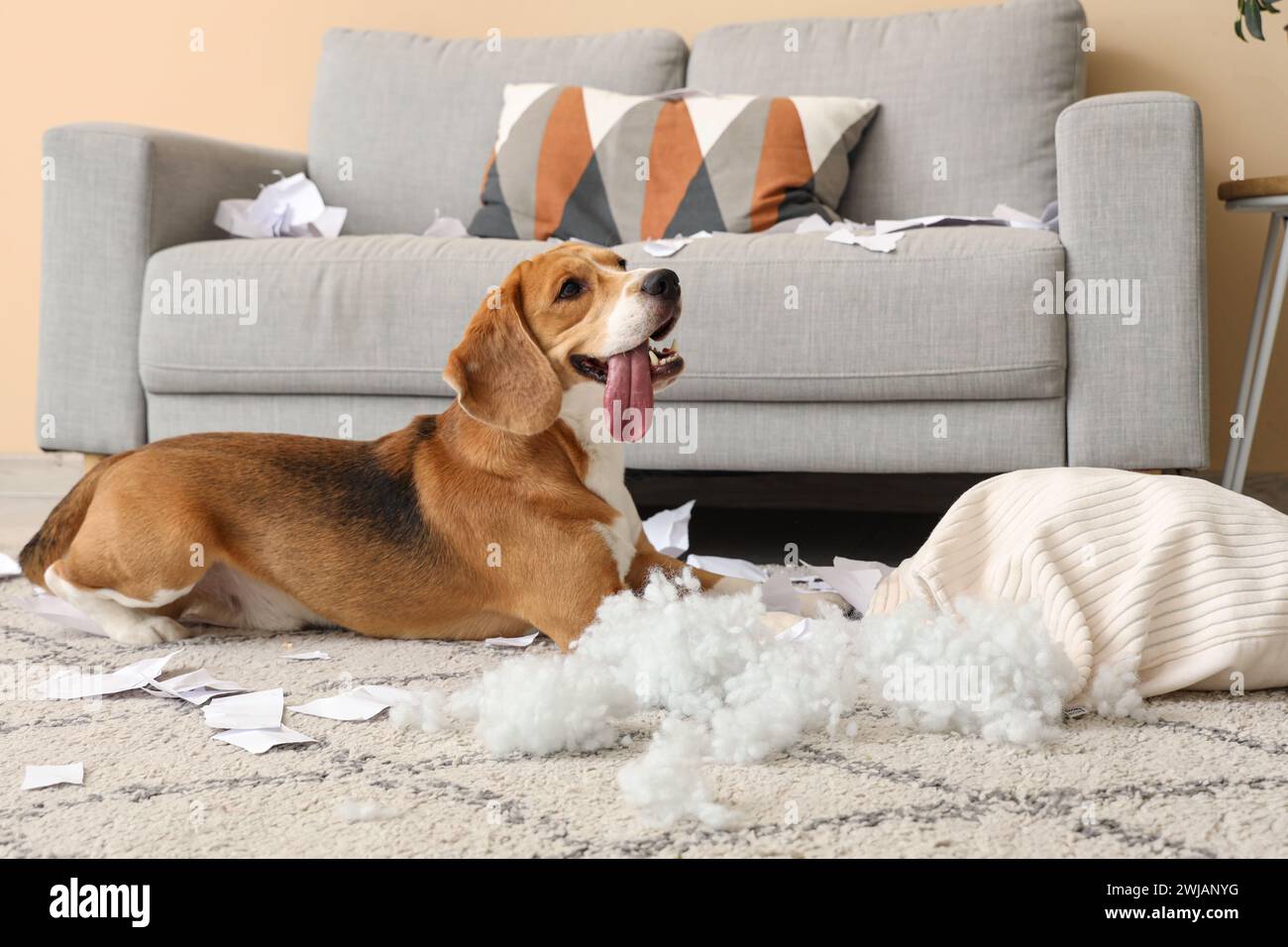 Naughty Beagle dog with torn pillow lying on floor in messy living room ...