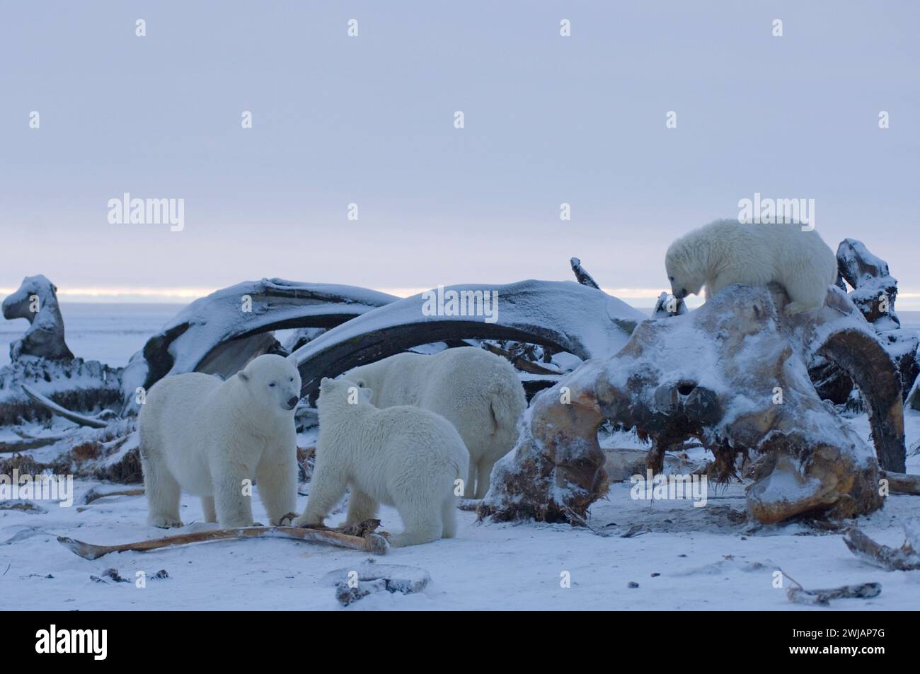 polar bears, Ursus maritimus, sows scavenging with there her spring ...
