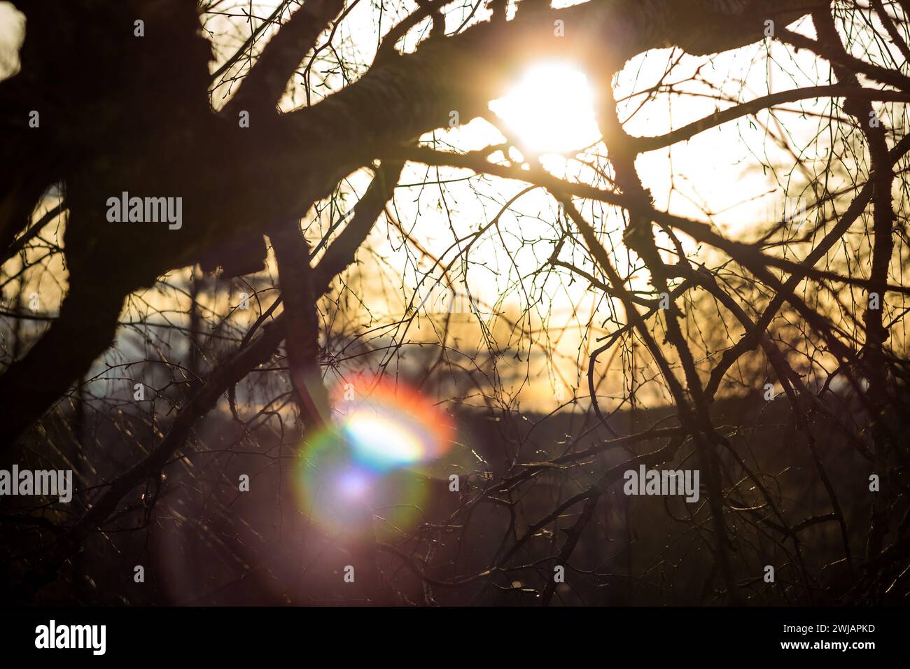 Sunlight and glare through tree branches, soft background Stock Photo ...