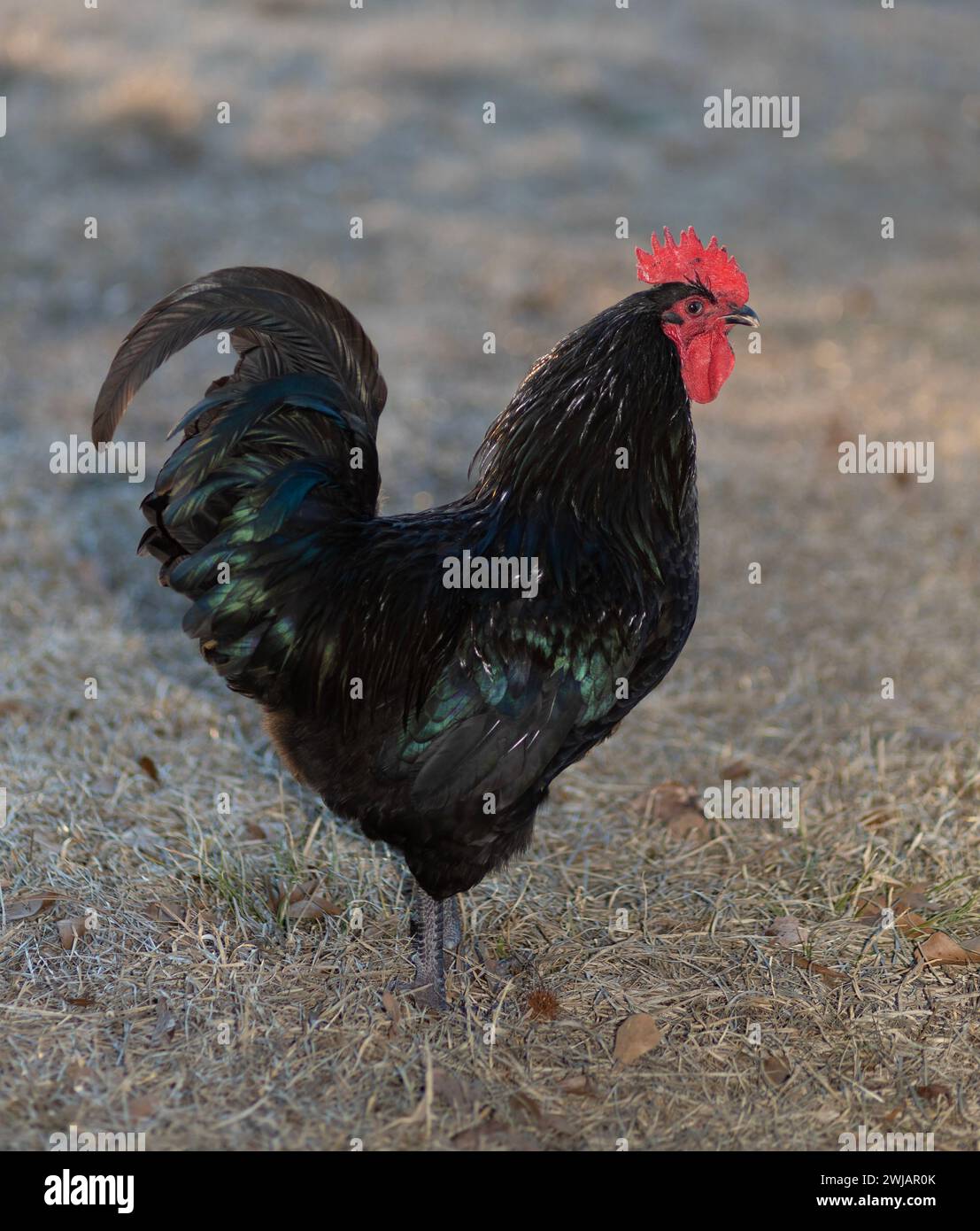 Australorp chicken rooster free ranging on a grassy field in early ...