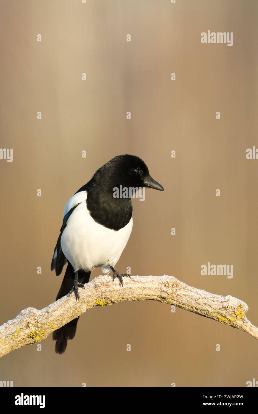 Bird - Common magpie Pica pica, very smart and clever bird with black ...
