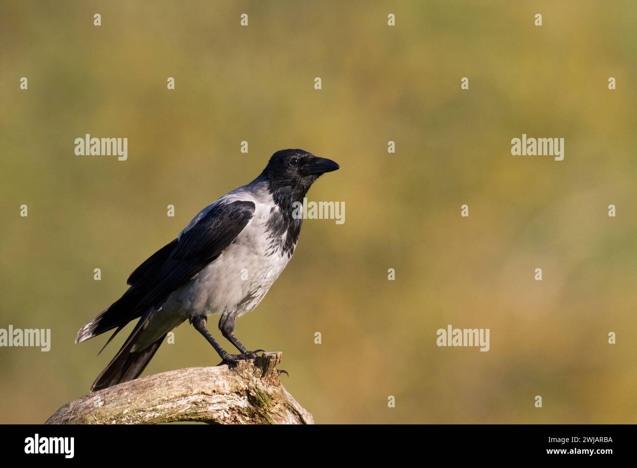flying Bird - Hooded crow Corvus cornix in amazing warm background ...