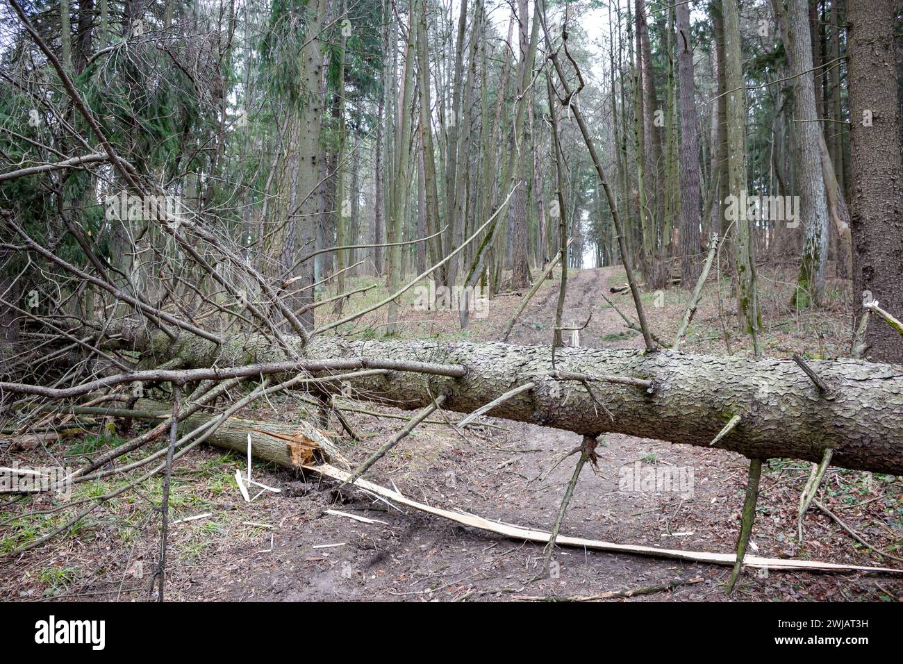A fallen tree blocking a forest road, a broken spruce in the forest ...