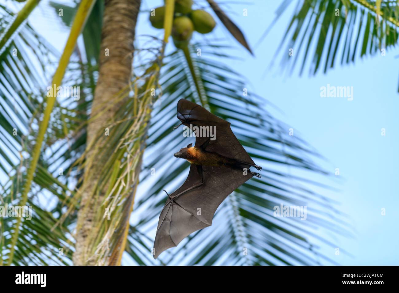 Flying Fox on Maldives island. Fruit bat flying. Gray-headed Flying Fox ...