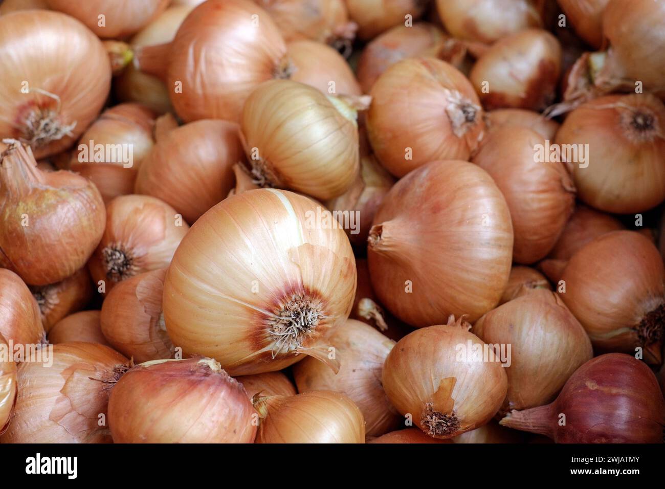 Benefits of onions hi-res stock photography and images - Alamy