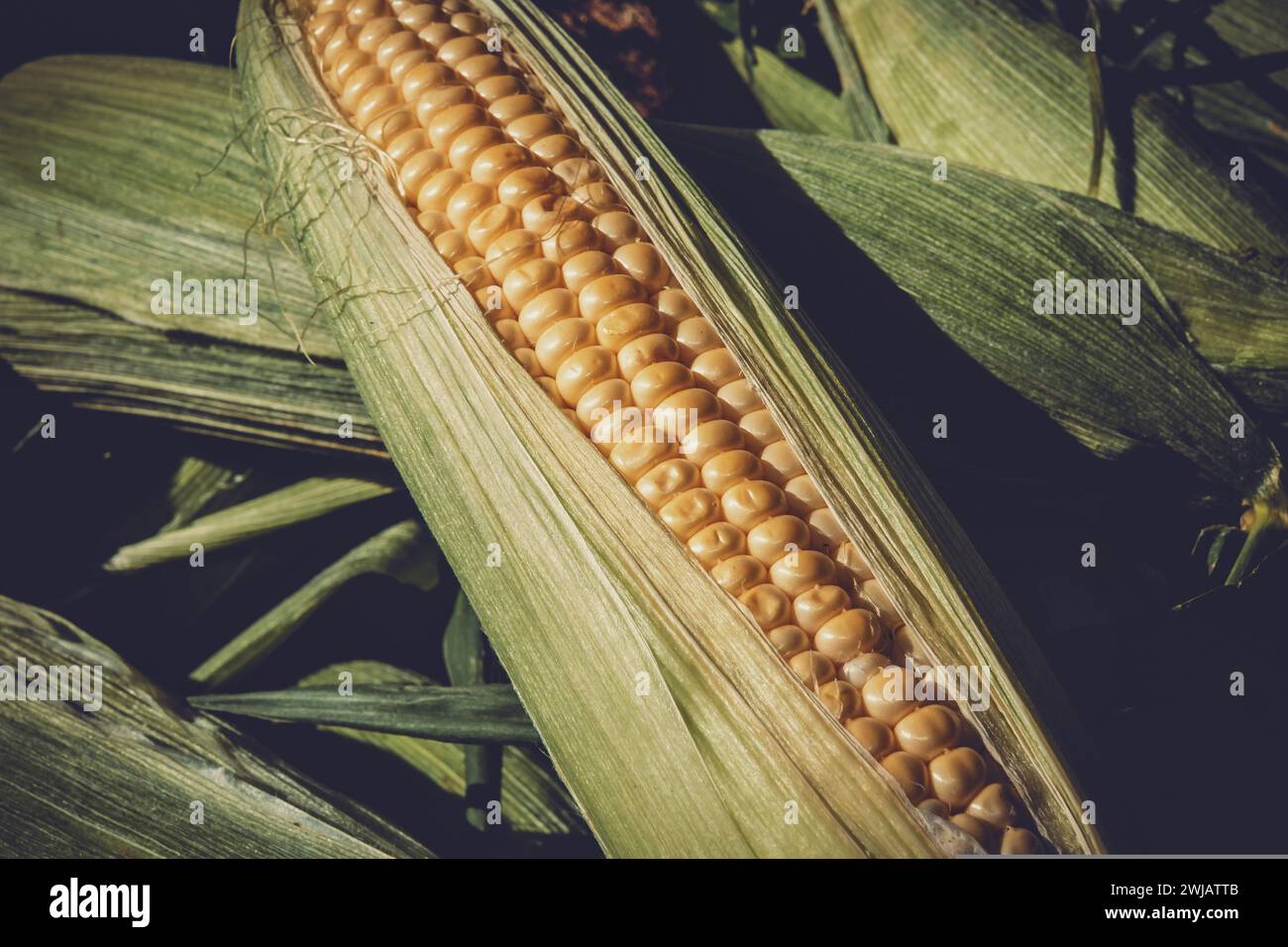 Fresh Corn healthy food Stock Photo - Alamy