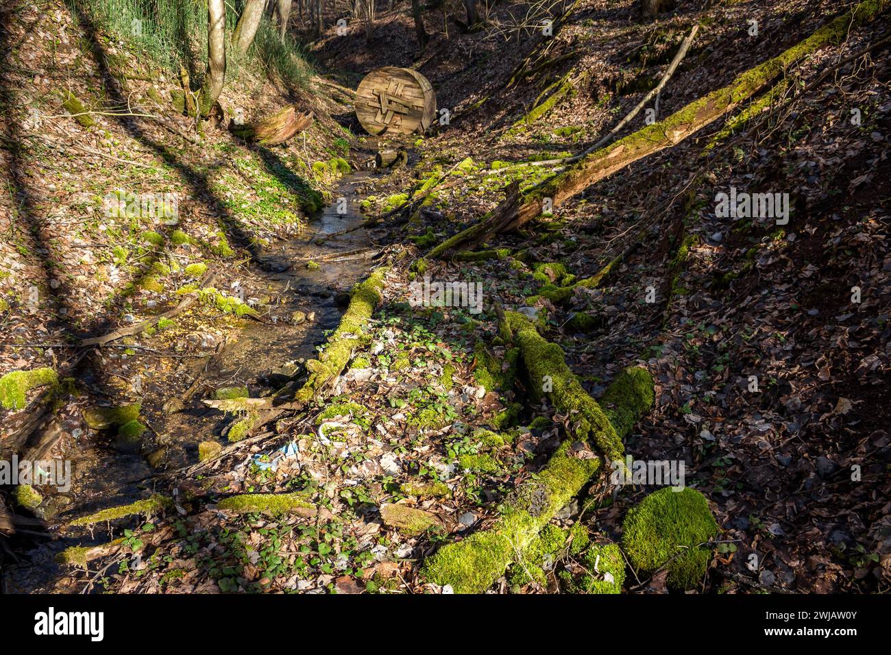 The bottom of a ravine littered with dead wood covered with green moss ...