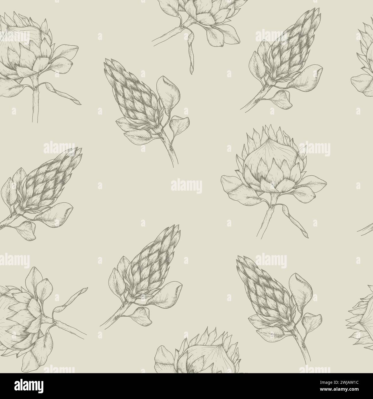 Native australian flower in Stock Vector Images - Alamy