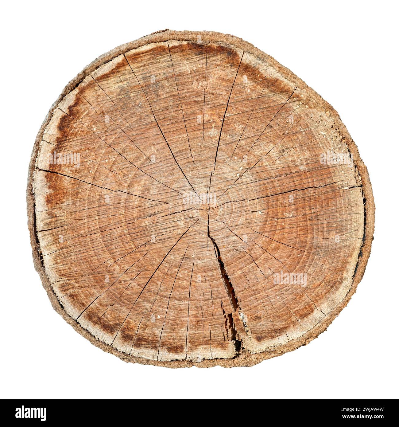 Freshly sawn tree trunk section from below with grain, bark and annual ...