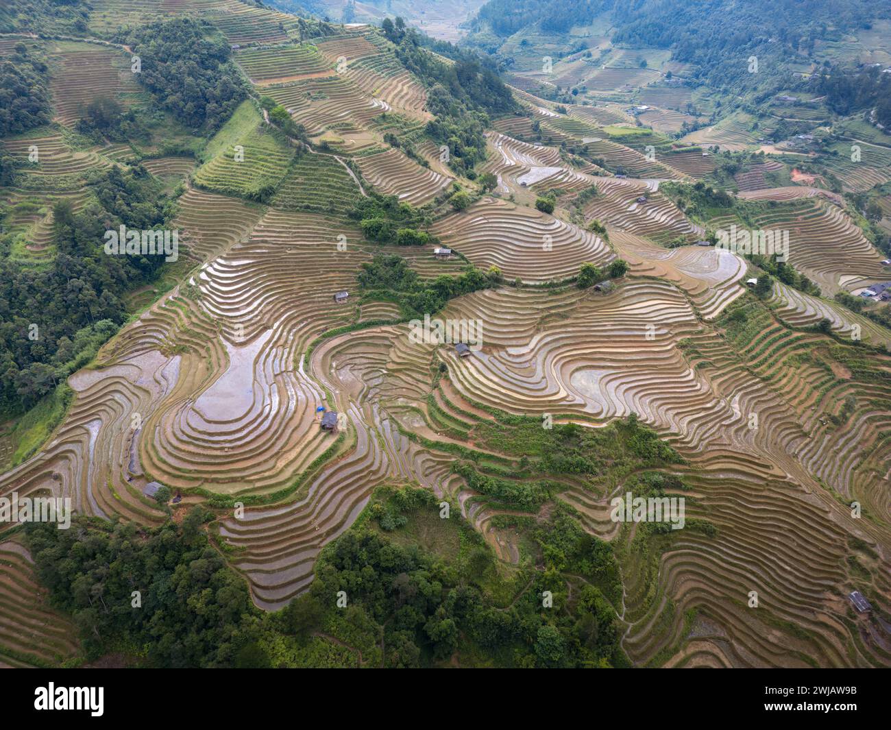An aerial view of numerous rice terraces in Mu Cang Chai District ...