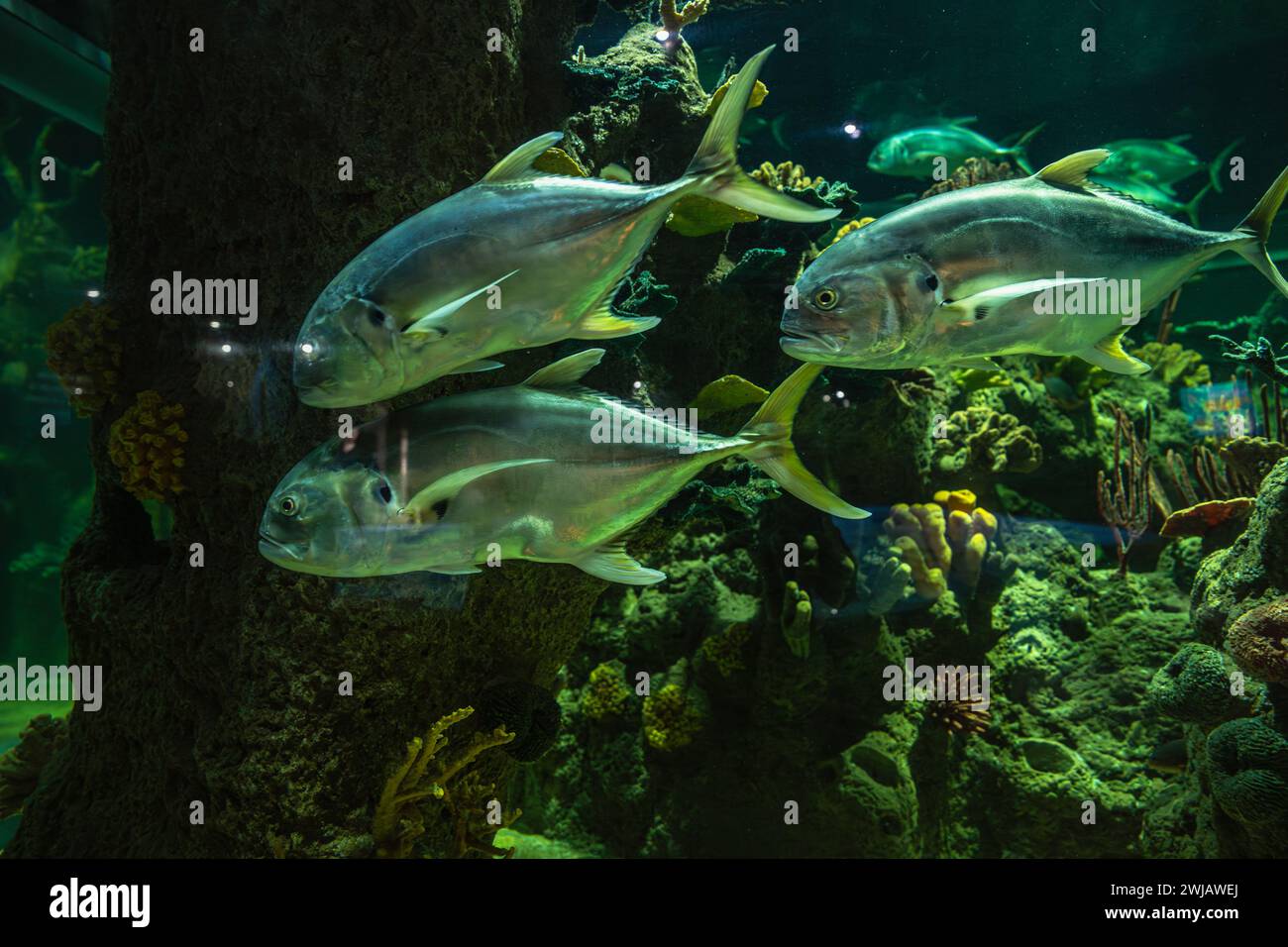 Common species of large marine fish classified within the jack family ...