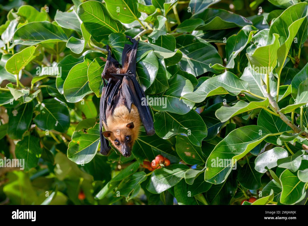 Flying Fox on Maldives island. Fruit bat flying. Gray-headed Flying Fox ...