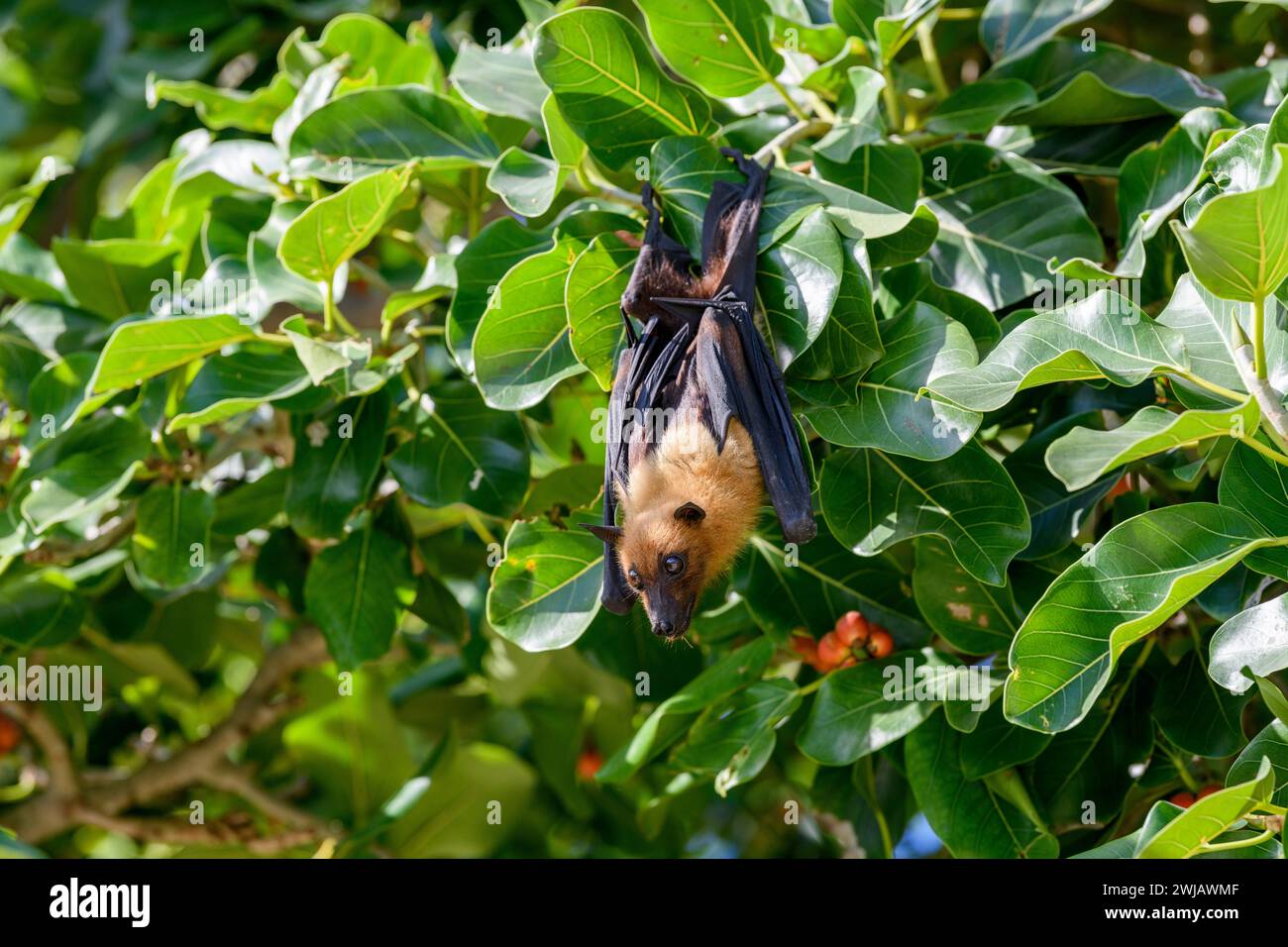 Flying Fox on Maldives island. Fruit bat flying. Gray-headed Flying Fox ...