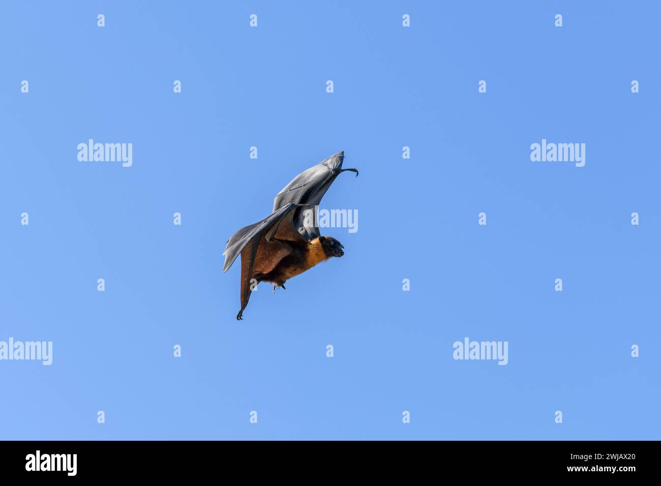Flying Fox on Maldives island. Fruit bat flying. Gray-headed Flying Fox ...