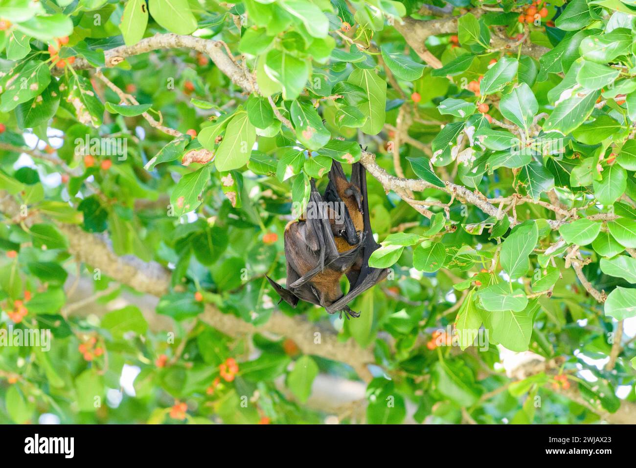 Flying Fox on Maldives island. Fruit bat flying. Gray-headed Flying Fox ...