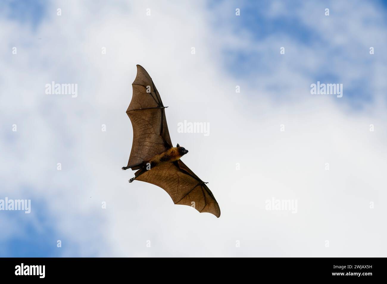 Flying Fox on Maldives island. Fruit bat flying. Gray-headed Flying Fox ...
