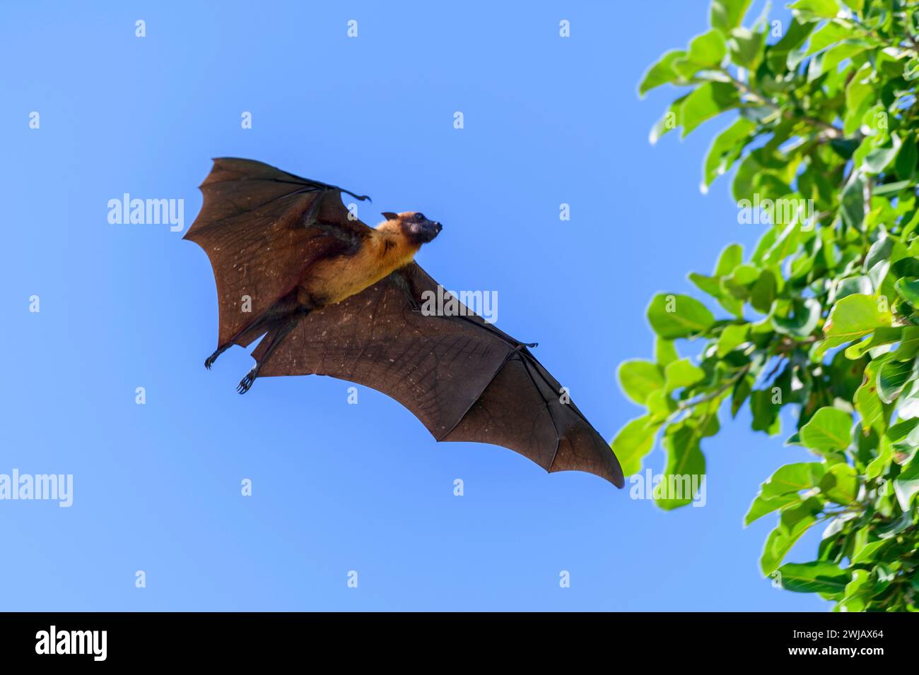Flying Fox on Maldives island. Fruit bat flying. Gray-headed Flying Fox ...