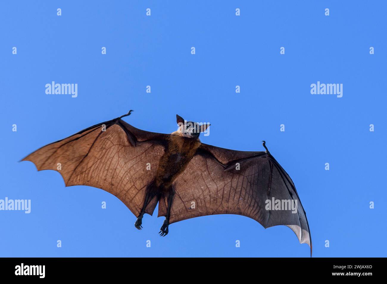 Flying Fox on Maldives island. Fruit bat flying. Gray-headed Flying Fox ...