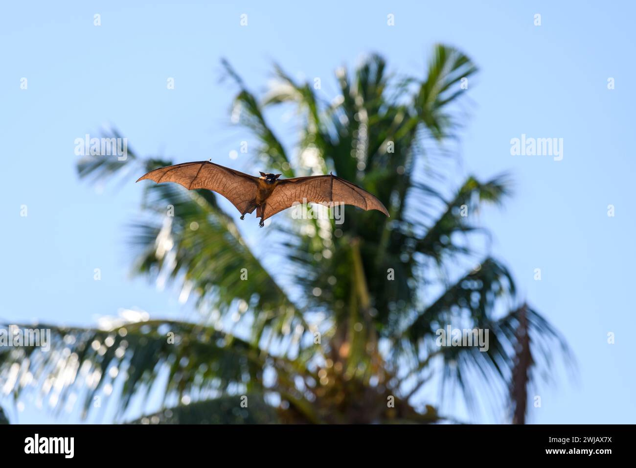 Flying Fox on Maldives island. Fruit bat flying. Gray-headed Flying Fox ...