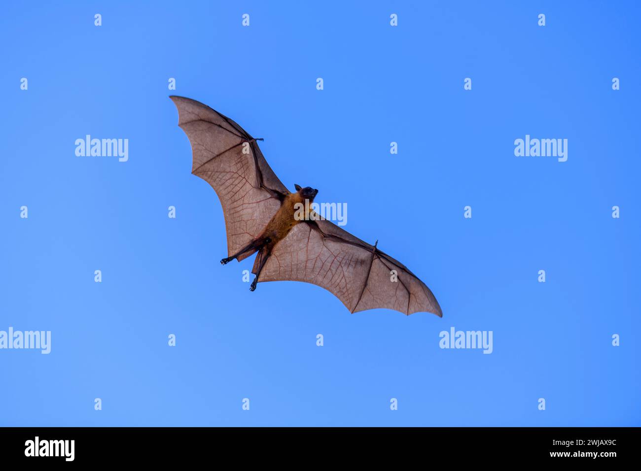Flying Fox on Maldives island. Fruit bat flying. Gray-headed Flying Fox ...