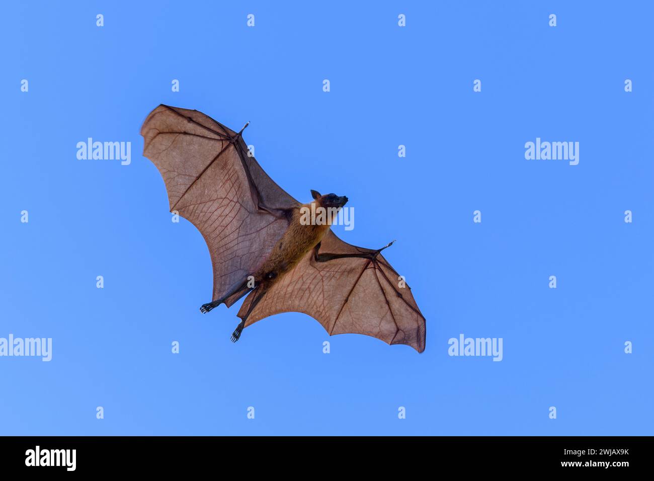 Flying Fox on Maldives island. Fruit bat flying. Gray-headed Flying Fox ...