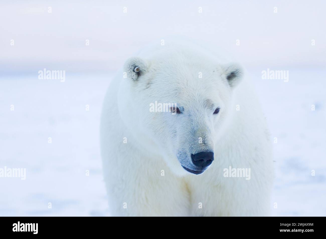 polar bear Ursus maritimus sow close up along a barrier island on the ...