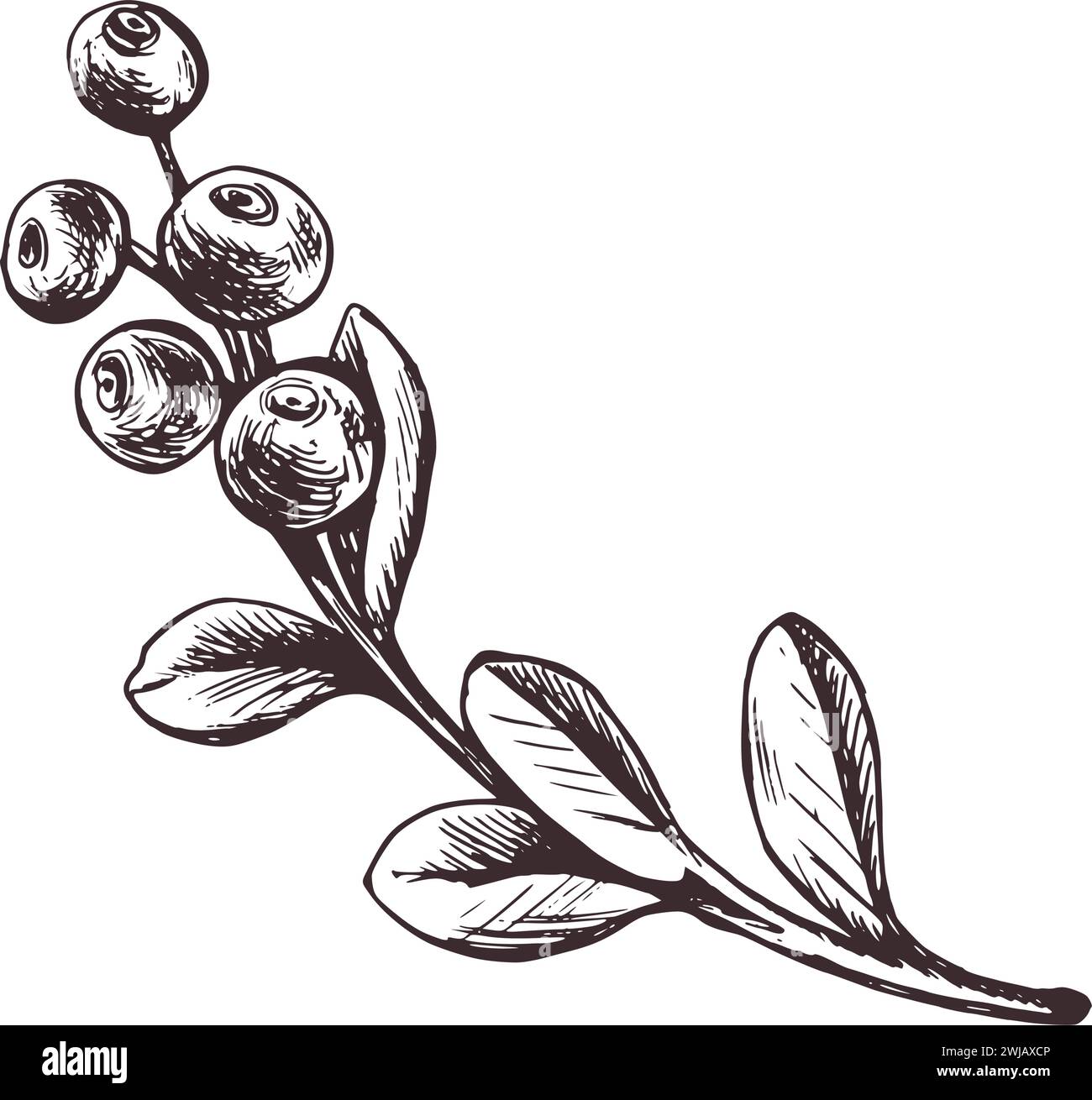 Cranberry sprig with berries and leaves, forest, wild berry. Graphic ...