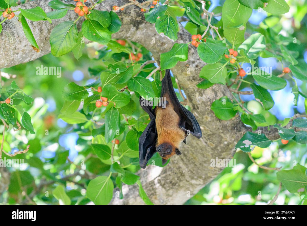 Flying Fox on Maldives island. Fruit bat flying. Gray-headed Flying Fox ...