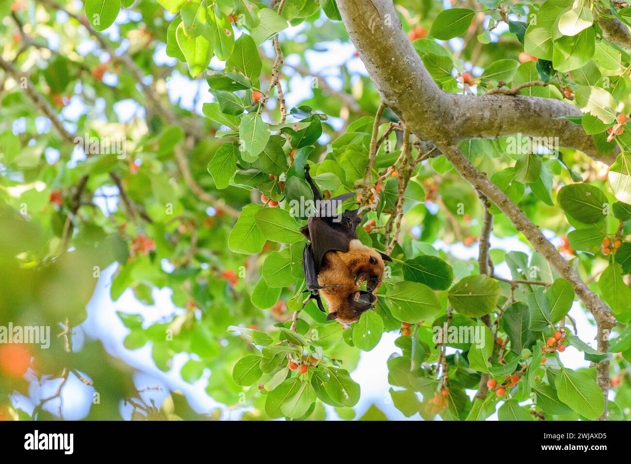 Flying Fox on Maldives island. Fruit bat flying. Gray-headed Flying Fox ...