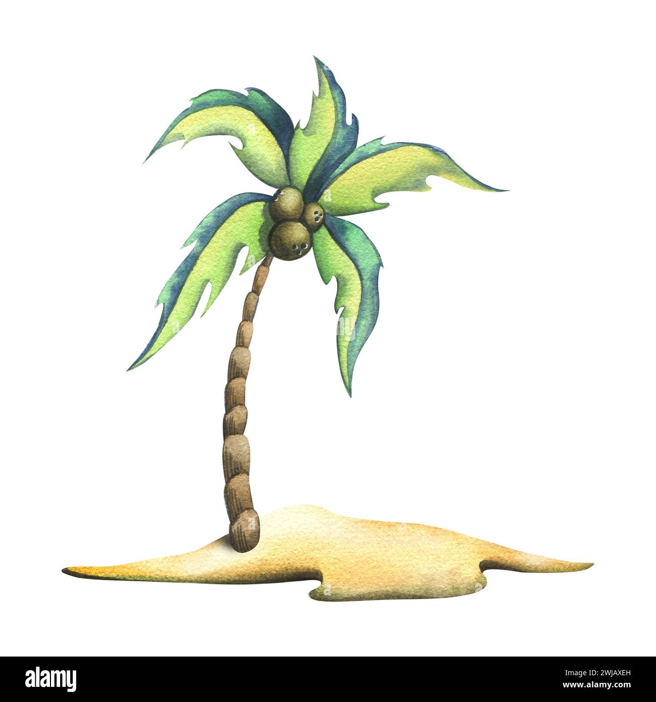 A coconut tree with coconuts and large green leaves stands on a sandy ...