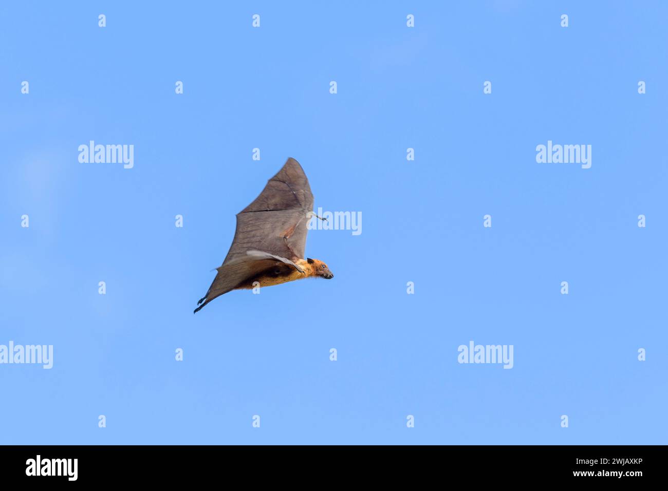 Flying Fox on Maldives island. Fruit bat flying. Gray-headed Flying Fox ...