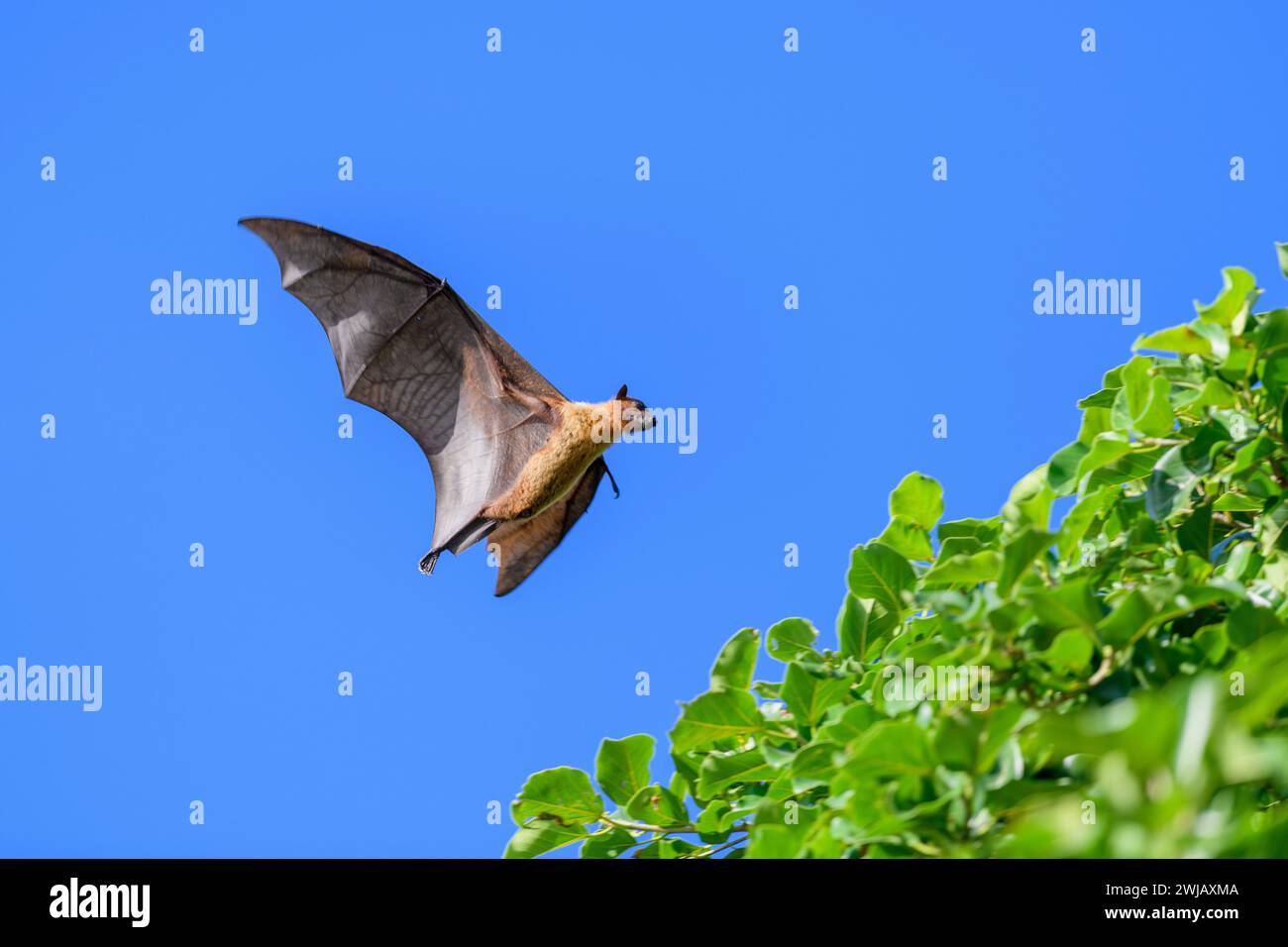 Flying Fox on Maldives island. Fruit bat flying. Gray-headed Flying Fox ...