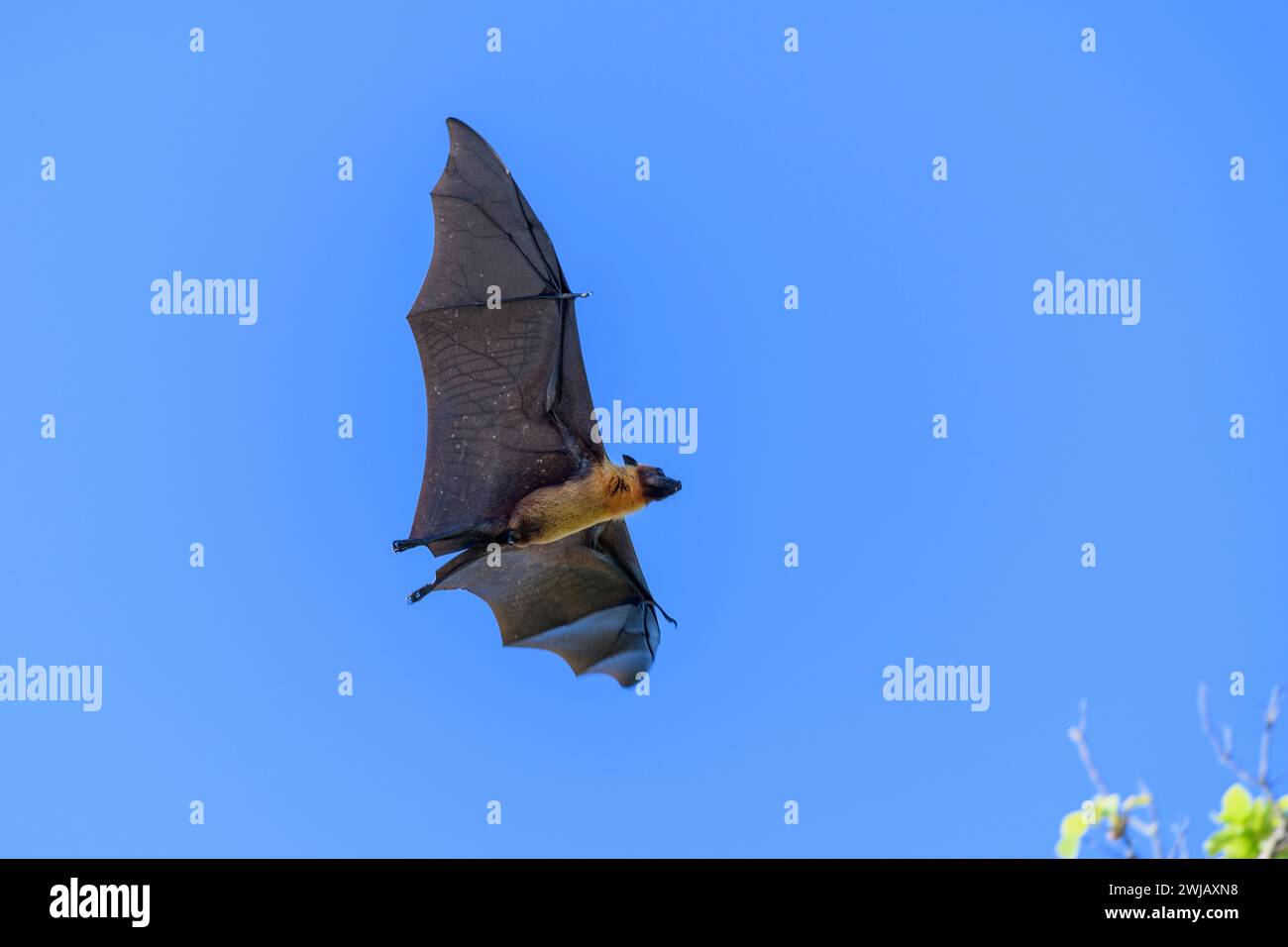 Flying Fox on Maldives island. Fruit bat flying. Gray-headed Flying Fox ...