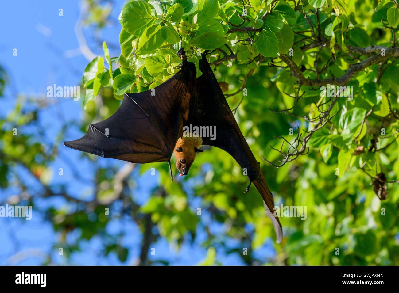Flying Fox on Maldives island. Fruit bat flying. Gray-headed Flying Fox ...
