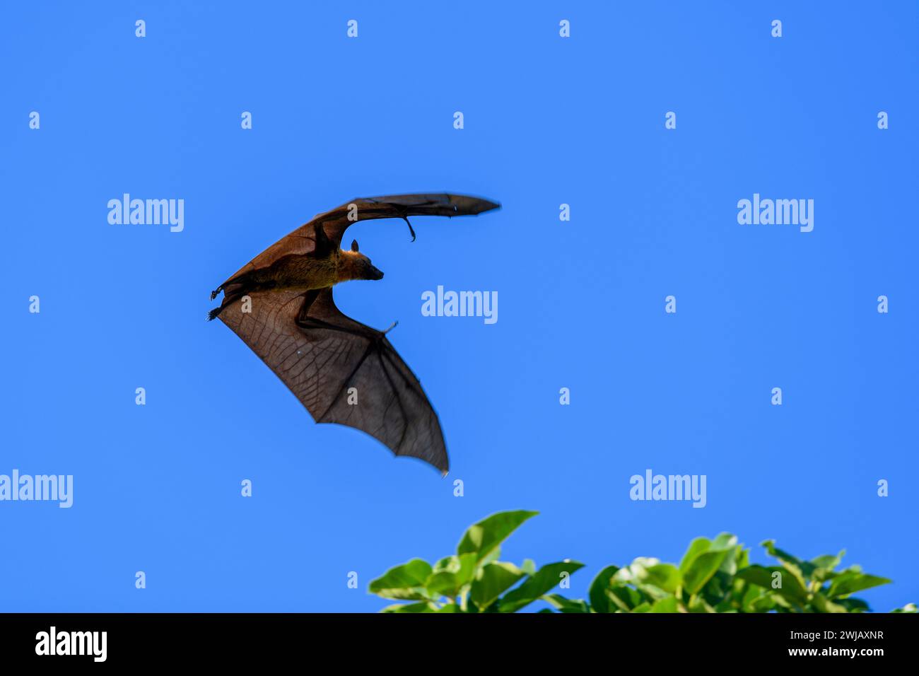 Flying Fox on Maldives island. Fruit bat flying. Gray-headed Flying Fox ...