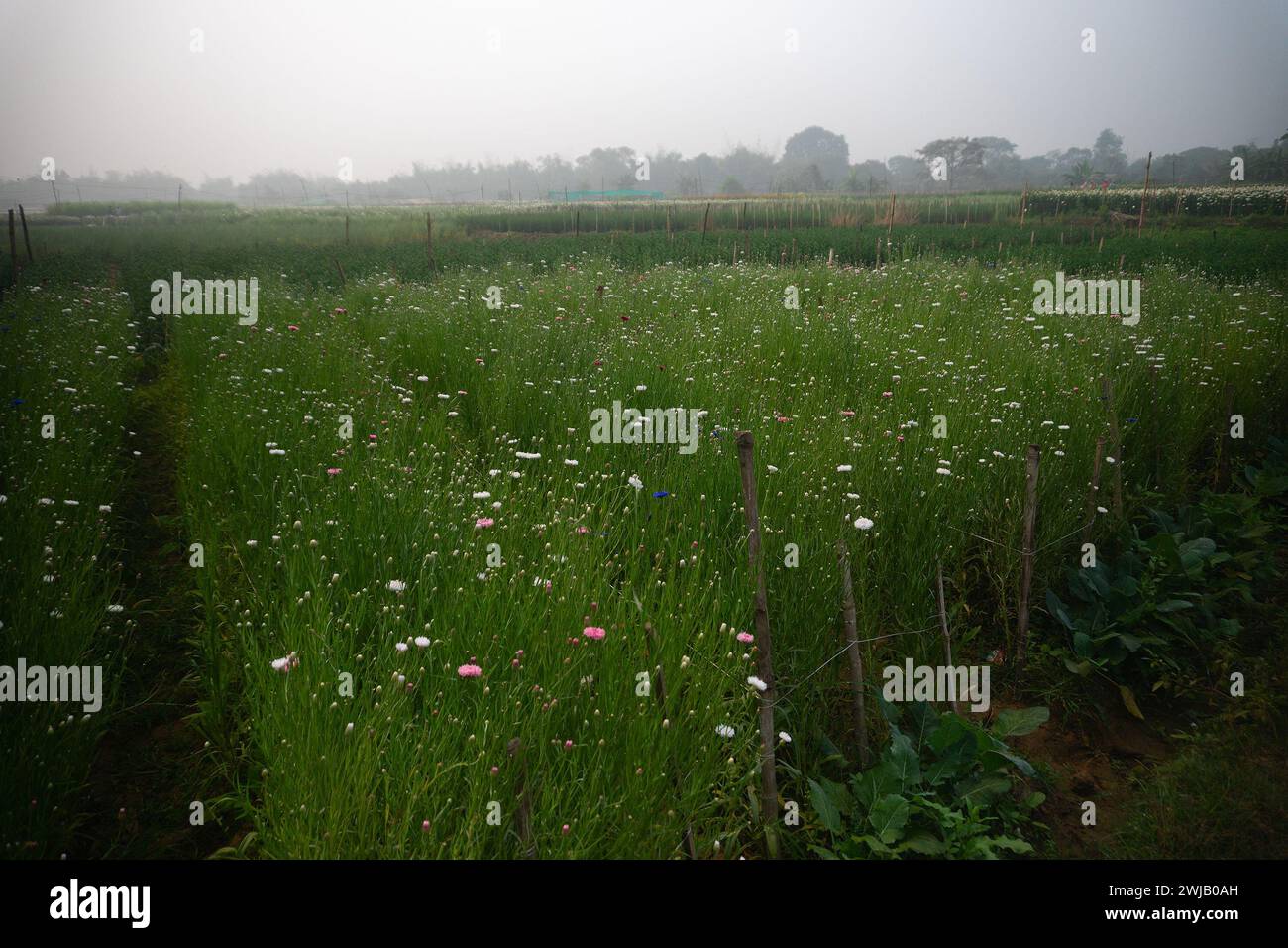 Multicolored aster flower garden of khirai, West bengal, India in full ...