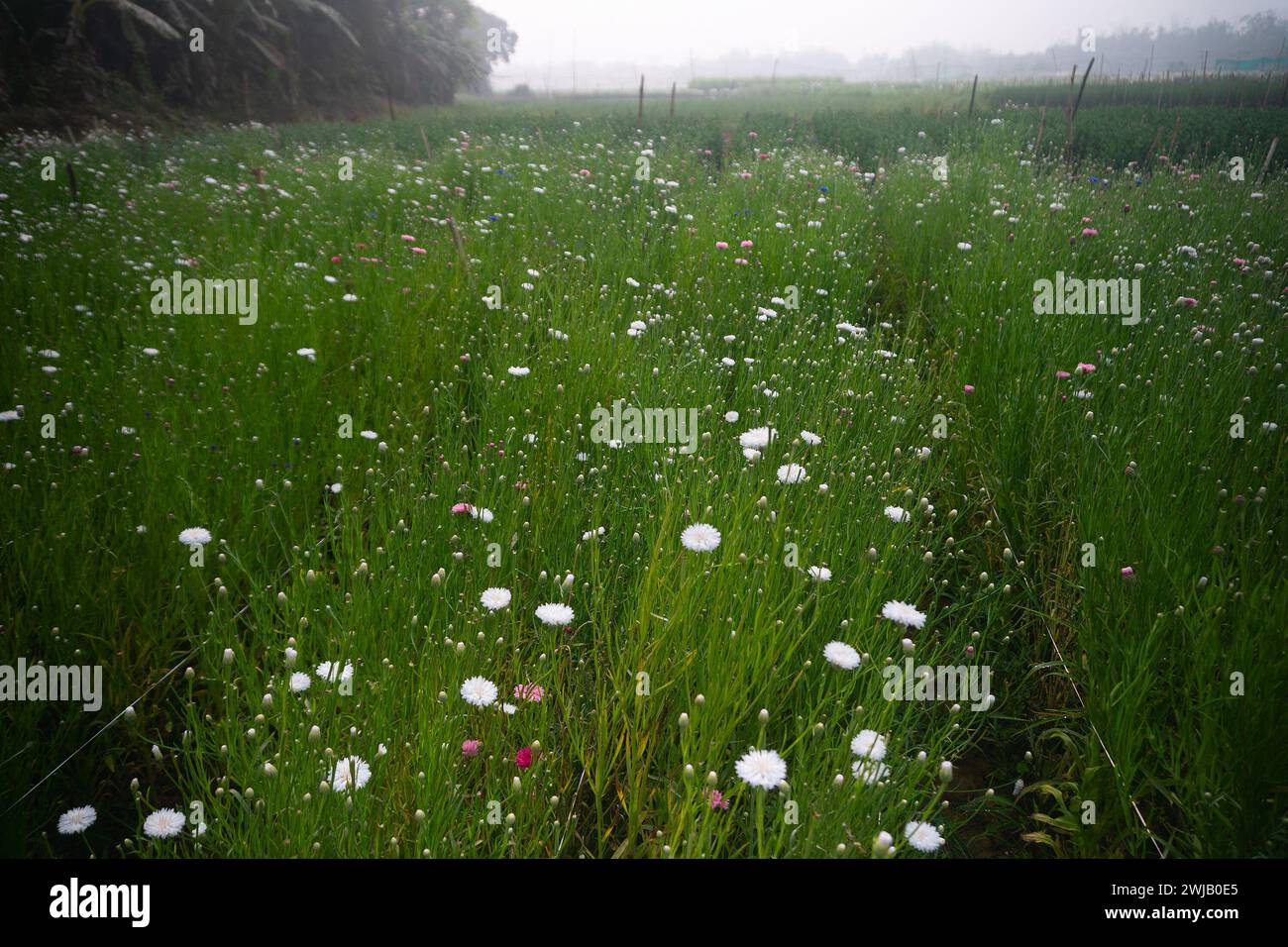 Multicolored aster flower garden of khirai, West bengal, India in full ...