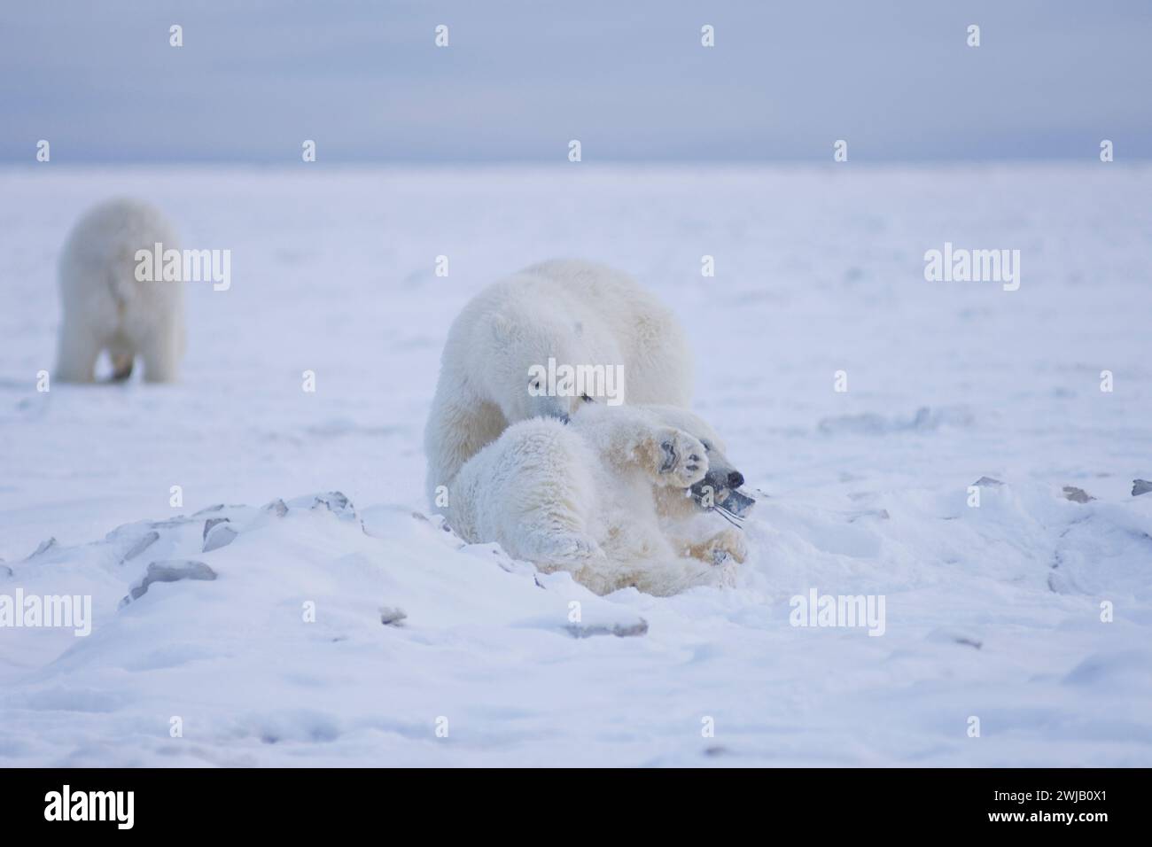 polar bears Ursus maritimus spring cubs playing along a barrier island ...