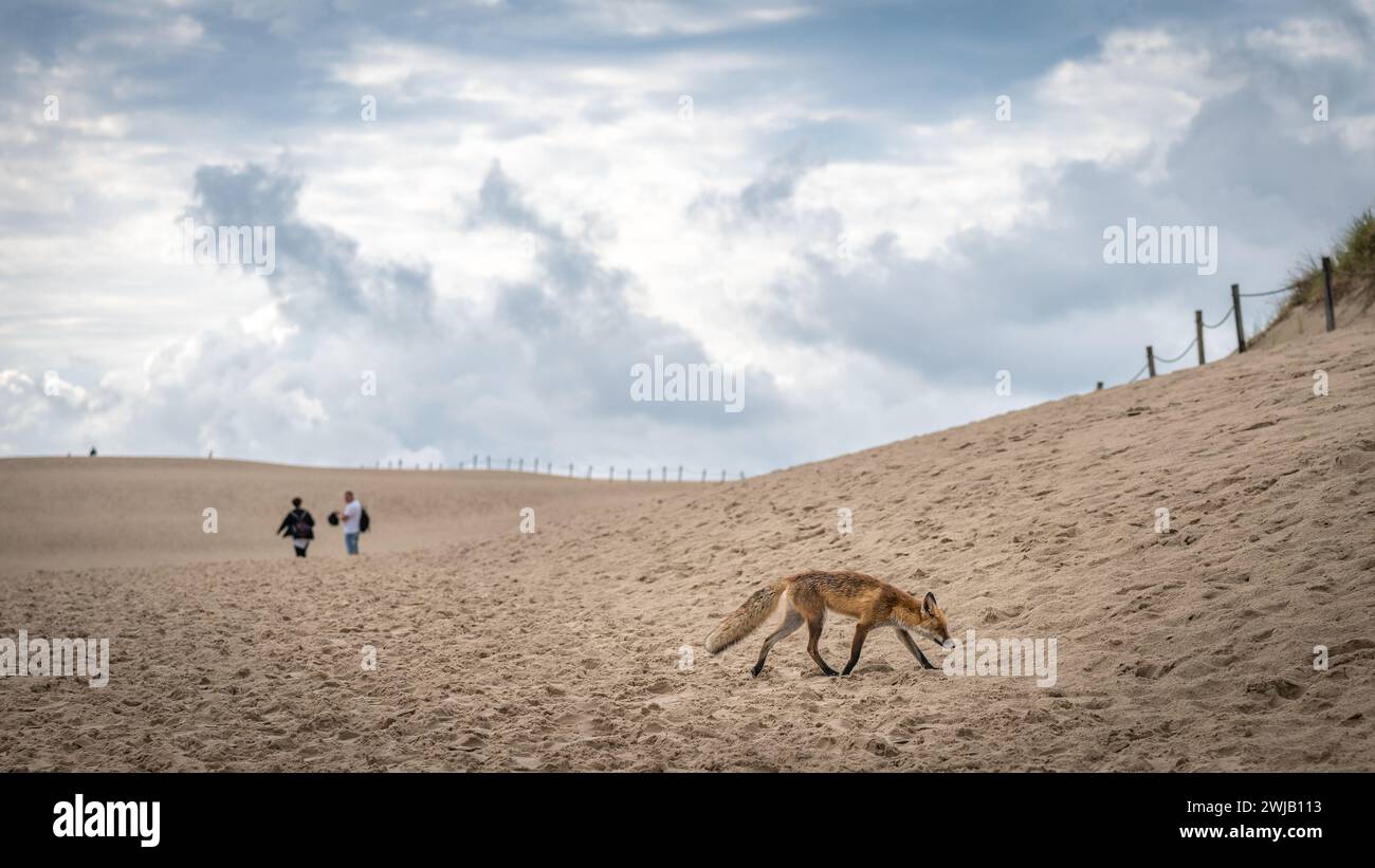 Grosse Wanderdüne in Leba Stock Photo - Alamy