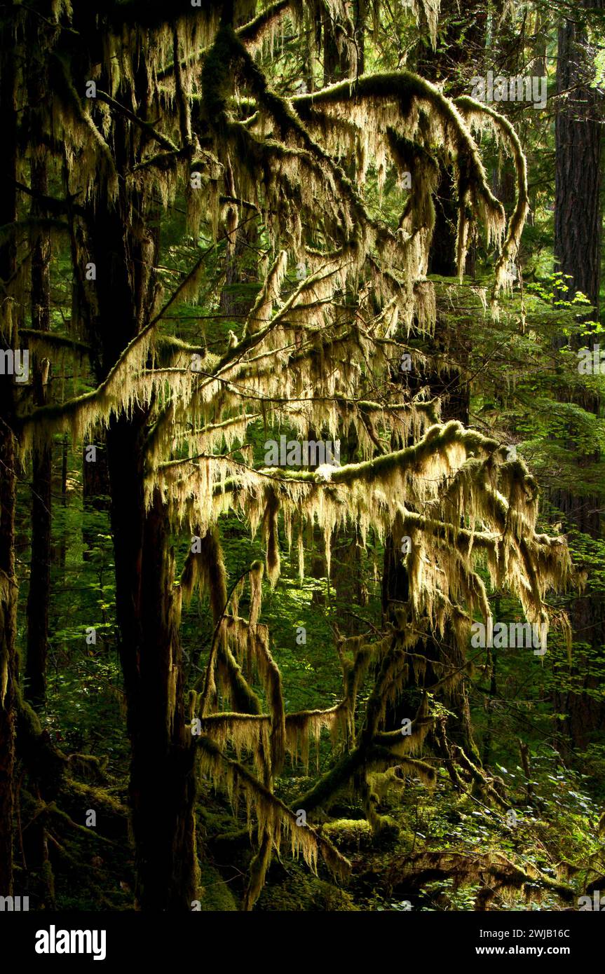 Pacific yew along Humbug Flats Trail, West Cascades Scenic Byway ...