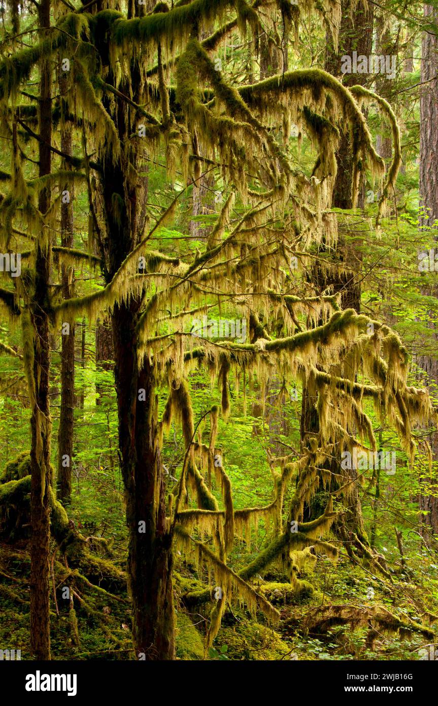 Pacific yew along Humbug Flats Trail, West Cascades Scenic Byway ...