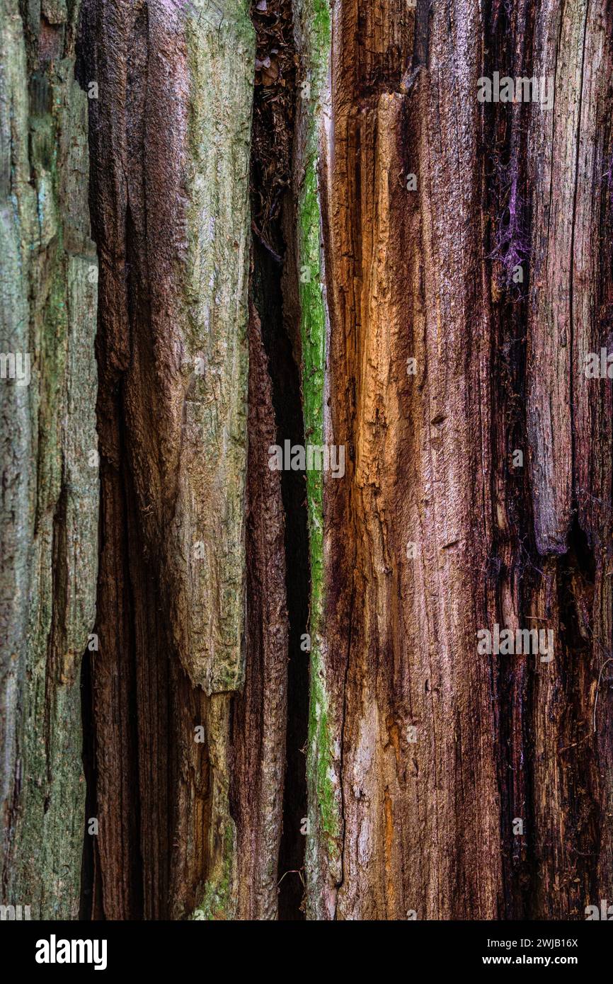Rotten oak tree bark crust in colorful and abstract contrast Stock ...