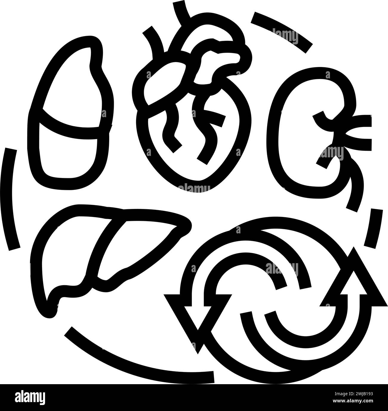 organ transplant surgery hospital line icon vector illustration Stock ...