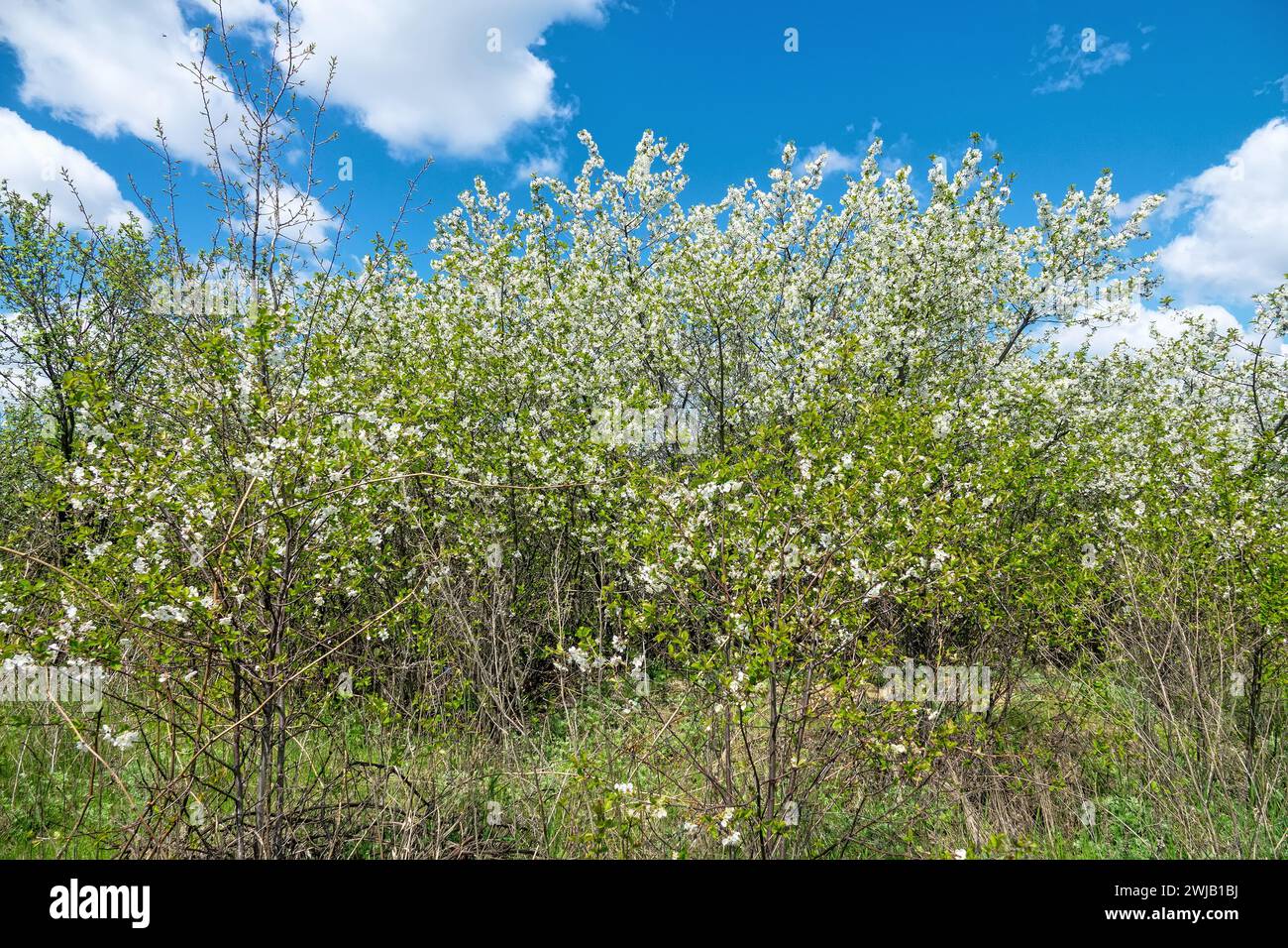 Prunus chamaecerasus hi-res stock photography and images - Alamy